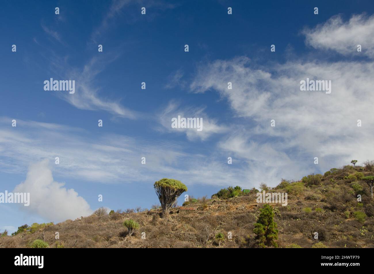 Draco canariensis hi-res stock photography and images - Alamy