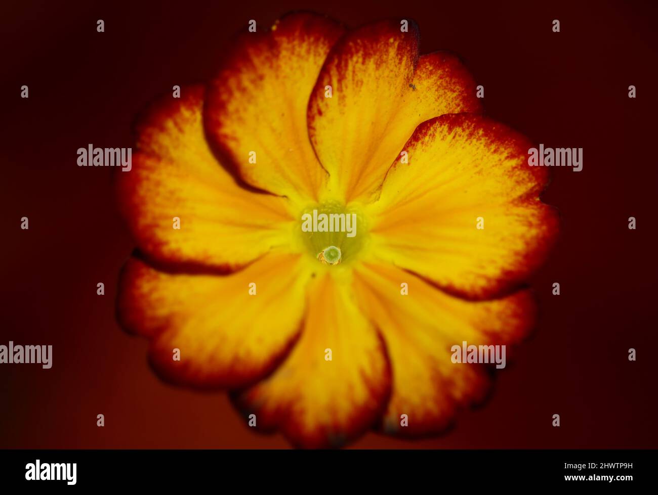 Yellow flower blossom close up Primula auricula family primulaceae ...