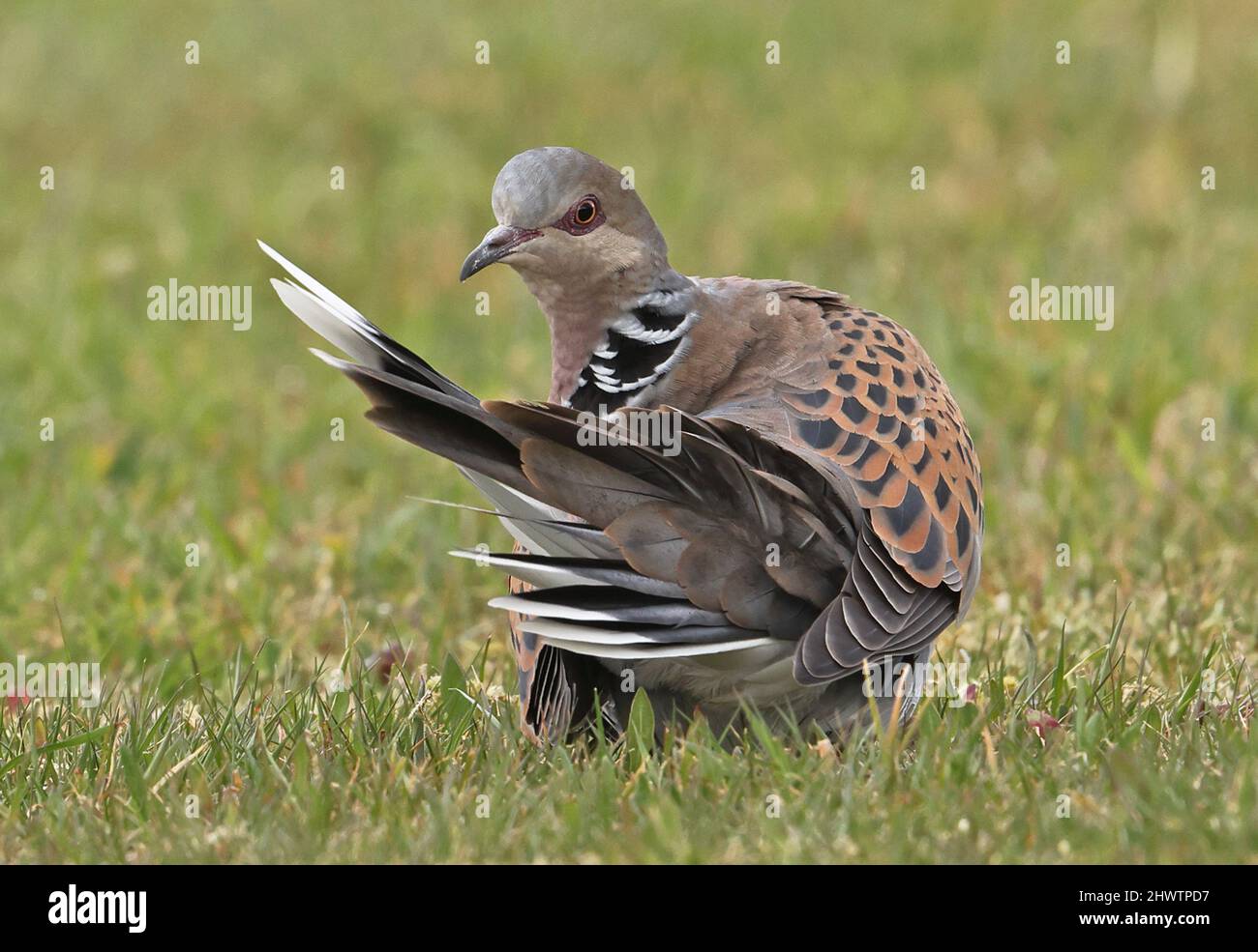 European Turtle-dove (Streptopelia turtur turtur) adult standing on ...