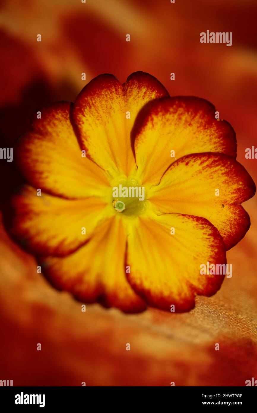 Yellow flower blossom close up Primula auricula family primulaceae ...