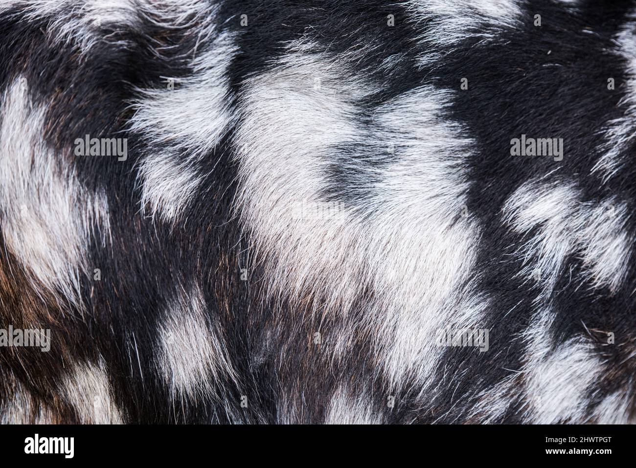 Goat hair texture hi-res stock photography and images - Alamy