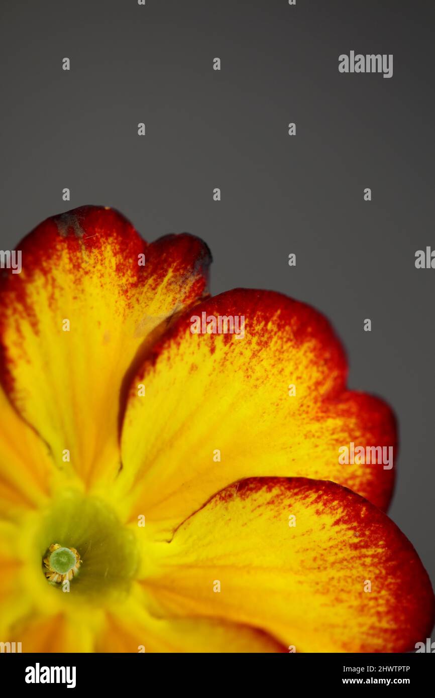 Yellow flower blossom close up Primula auricula family primulaceae ...