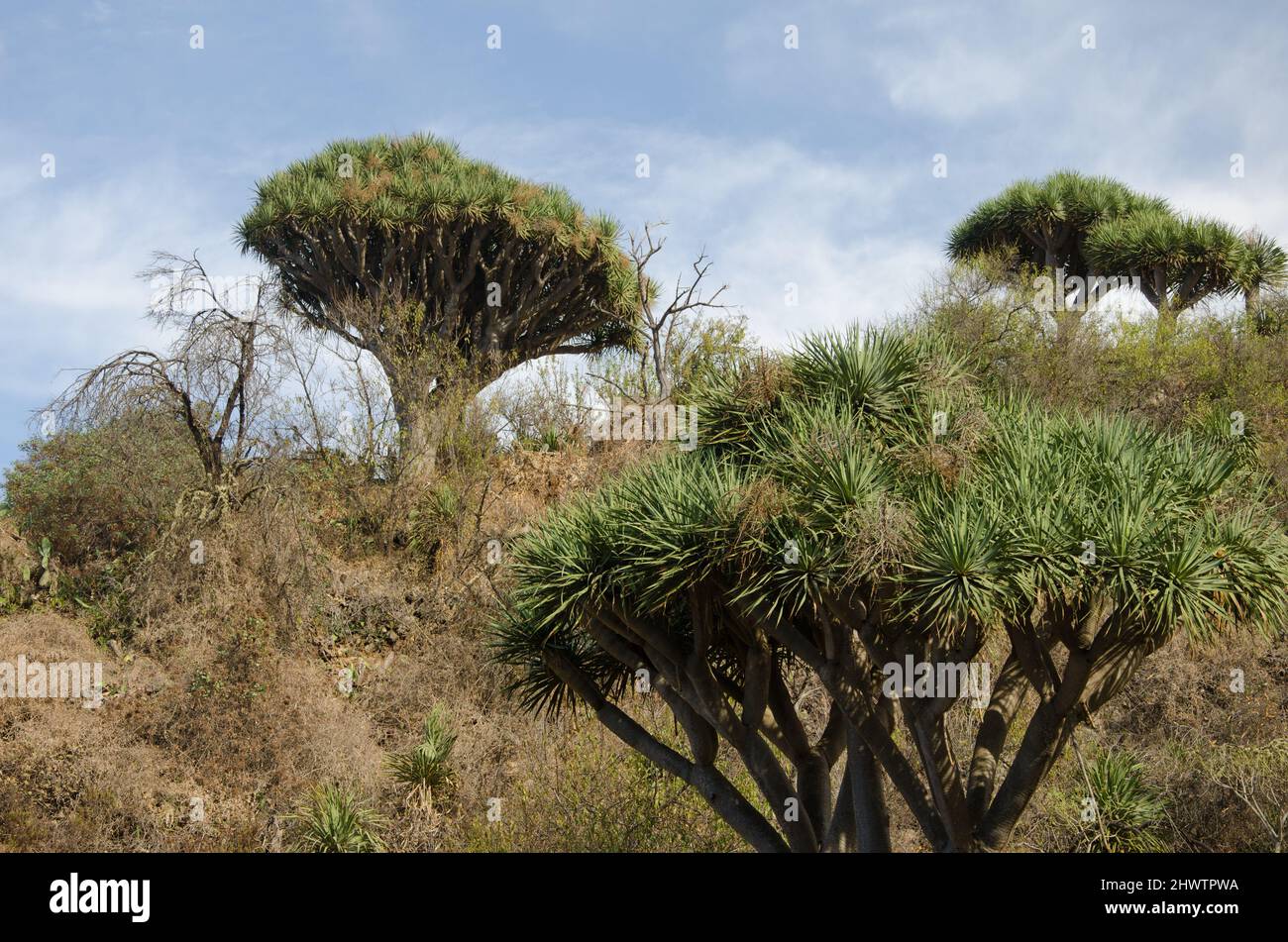 Canary Islands dragon trees Dracaena draco. Buracas. Garafia. La Palma ...