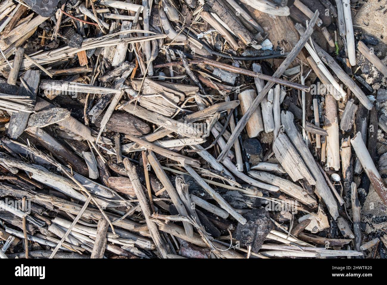 Dry short sticks close-up. Background from natural materials. Small ...