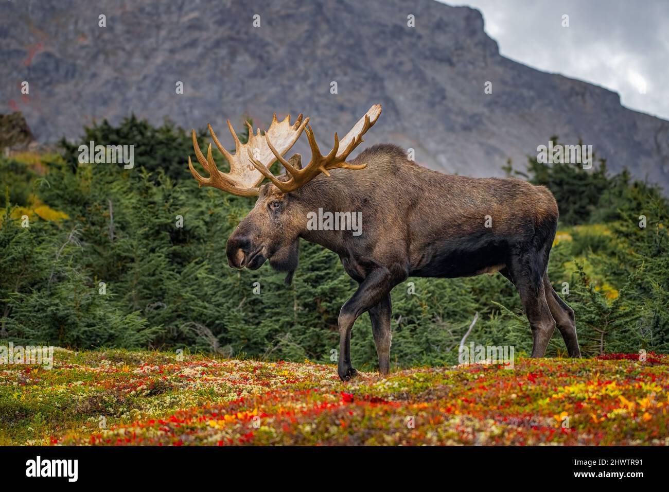 Moose hi-res stock photography and images - Alamy