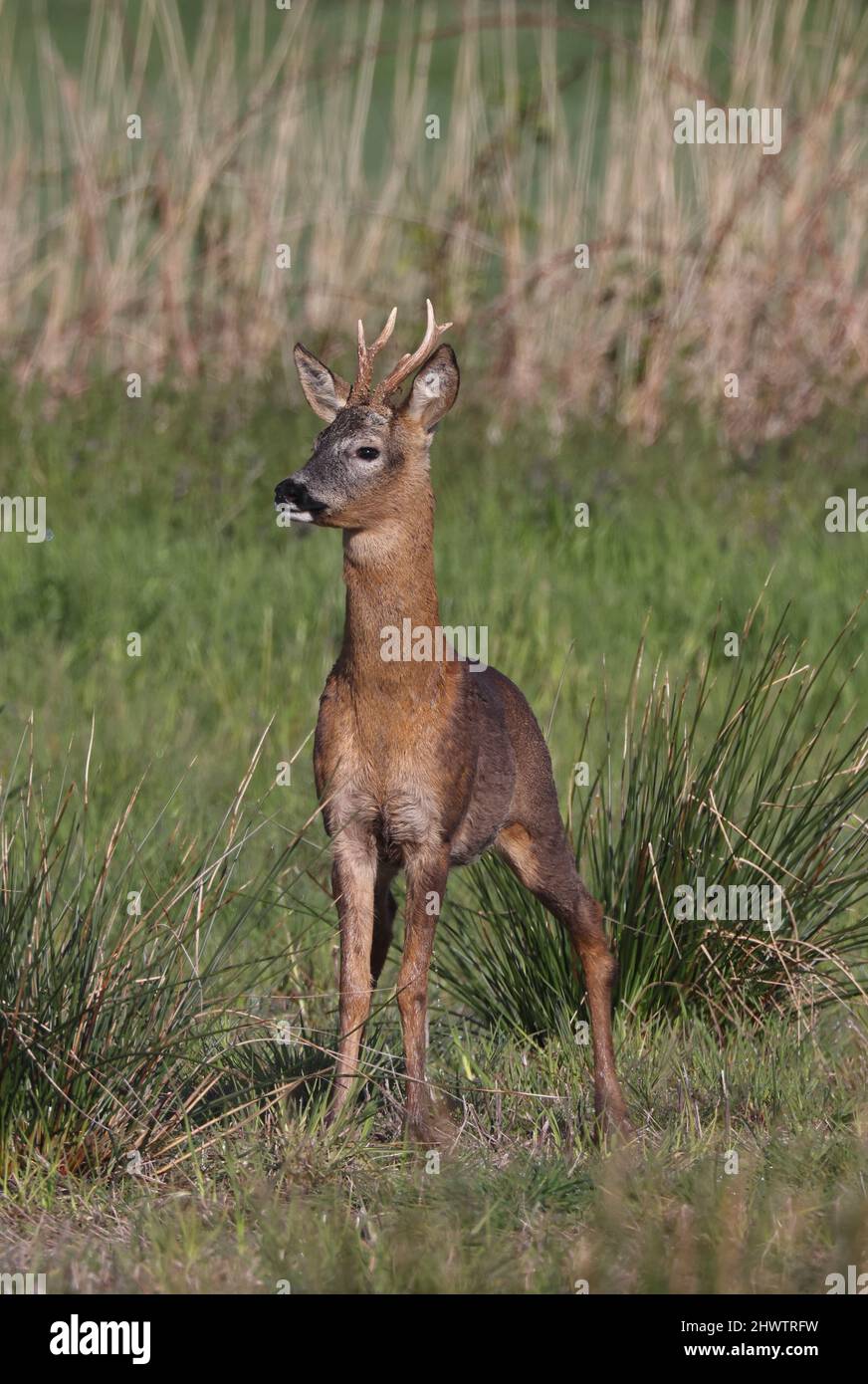 Western Roe Deer (Capreolus capreolus) adult buck standing on rough ...