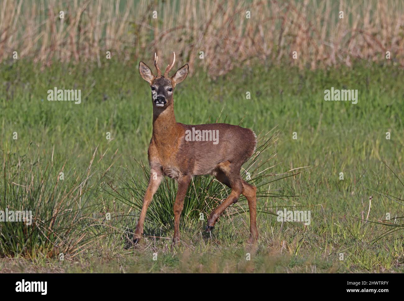 Western Roe Deer (Capreolus capreolus) adult buck standing on rough ...