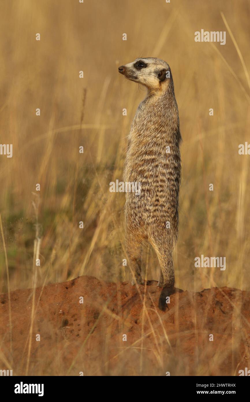 Meerkat, Addo Elephant National Park Stock Photo - Alamy