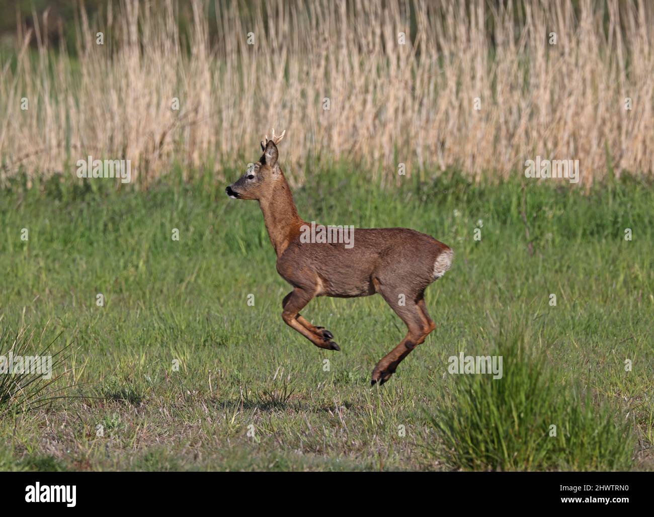 Western Roe Deer (Capreolus capreolus) adult buck jumping on rough ...