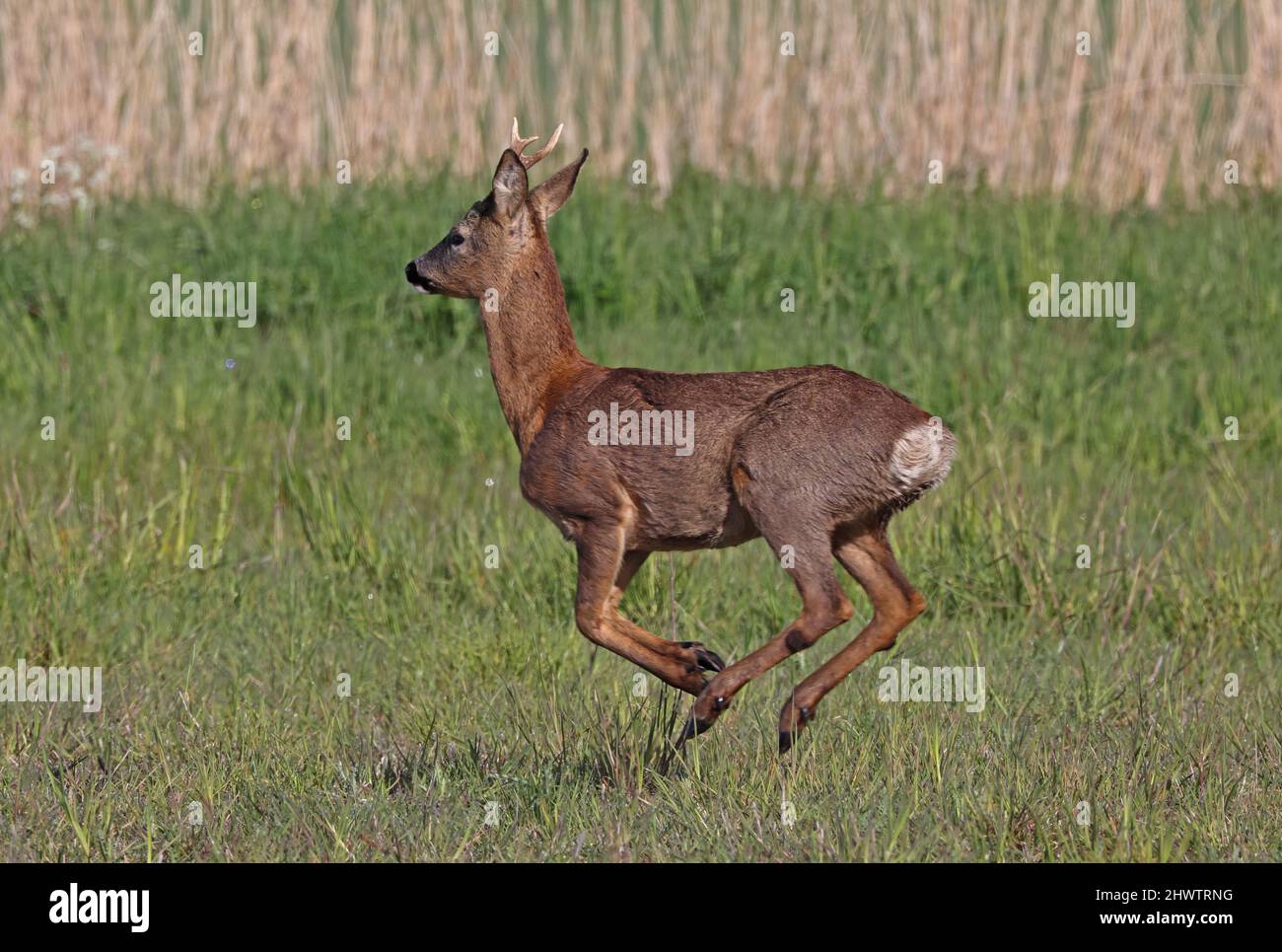 Western Roe Deer (Capreolus capreolus) adult buck bounding on rough ...