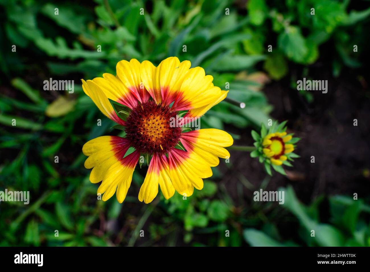 One vivid yellow and orange Gaillardia flower, common known as blanket ...