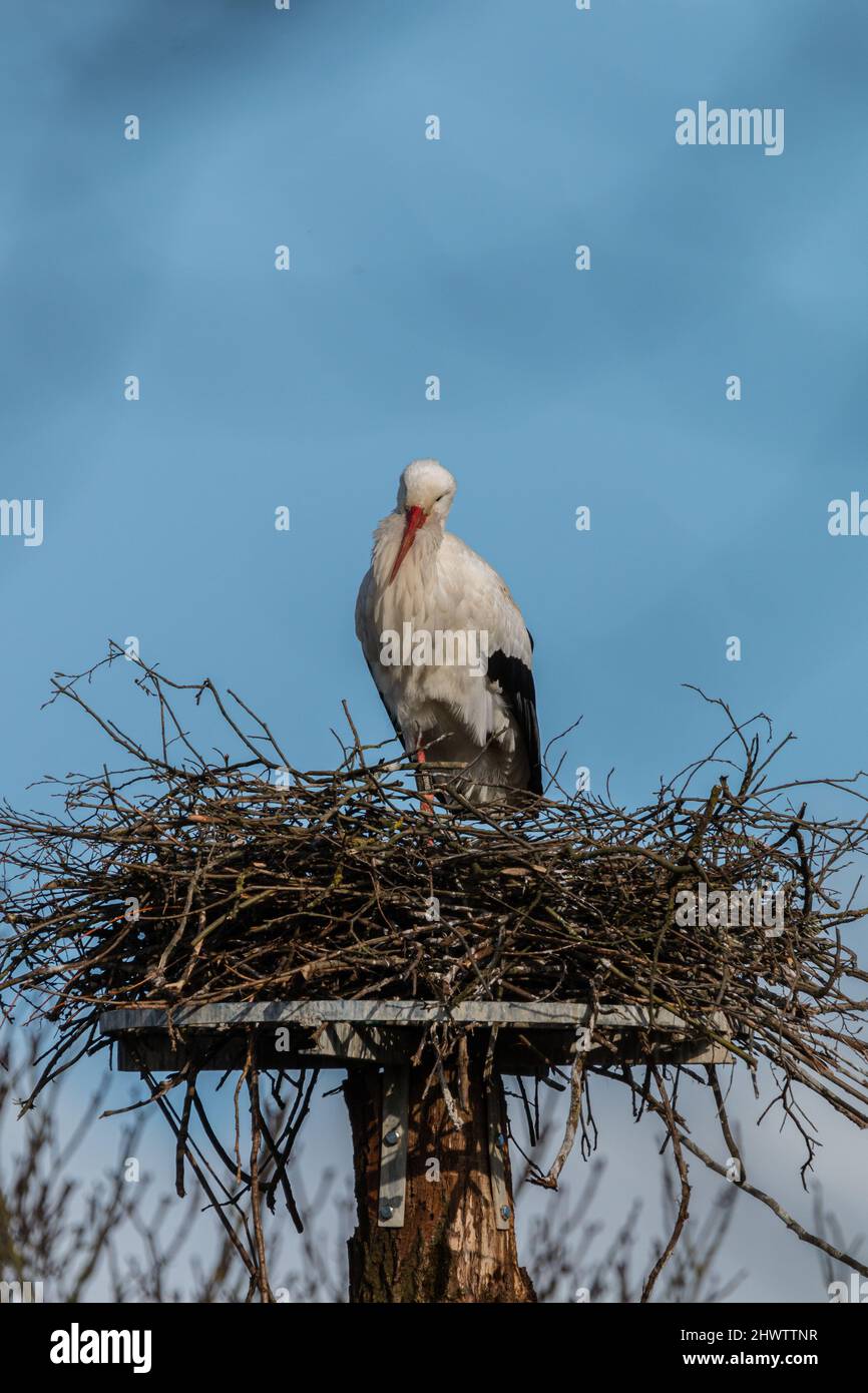 An adult stork stands in its nest looking around Stock Photo - Alamy