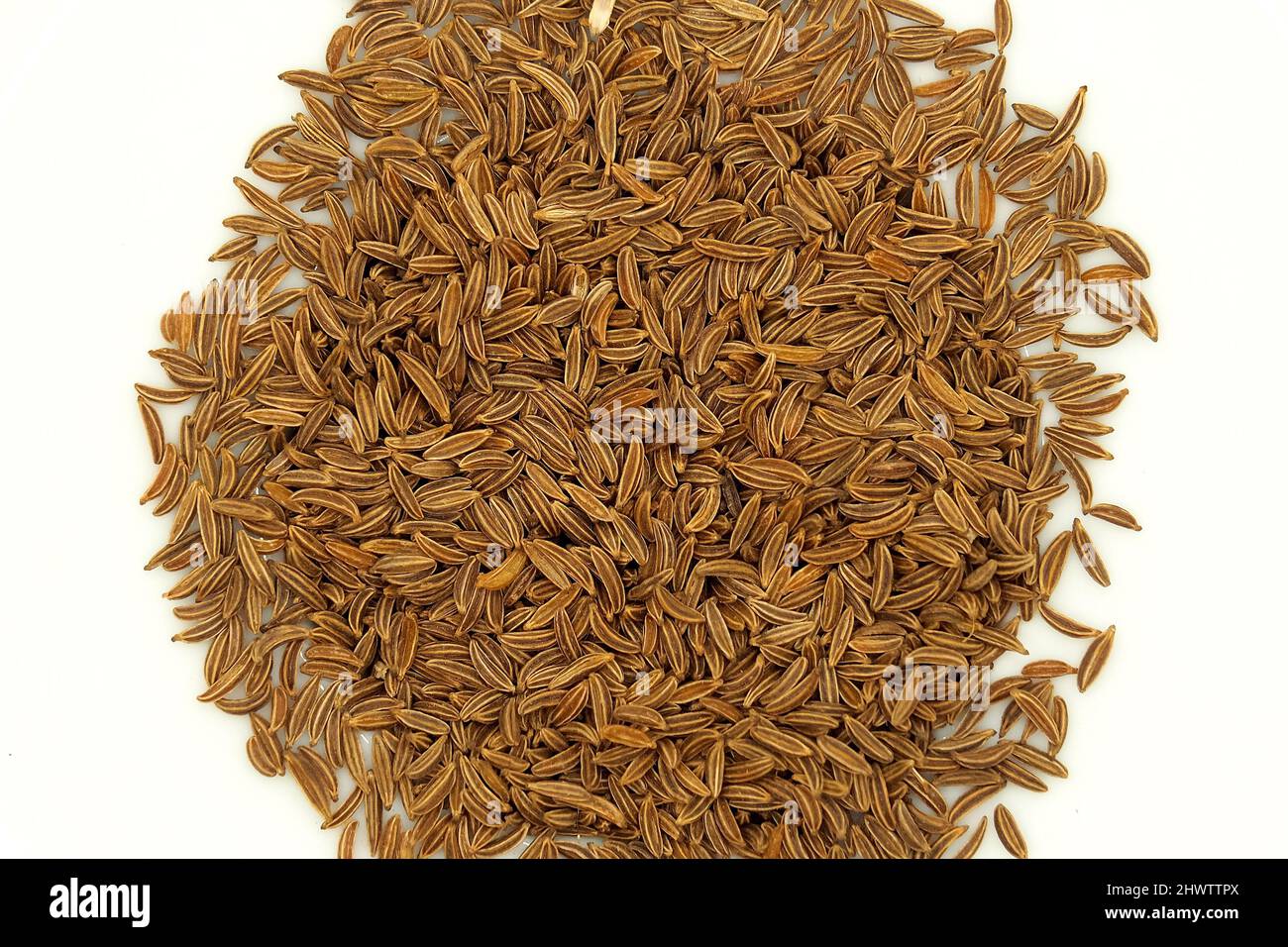 Caraway, Echter Kümmel, Carum carvi, fűszerkömény Stock Photo - Alamy