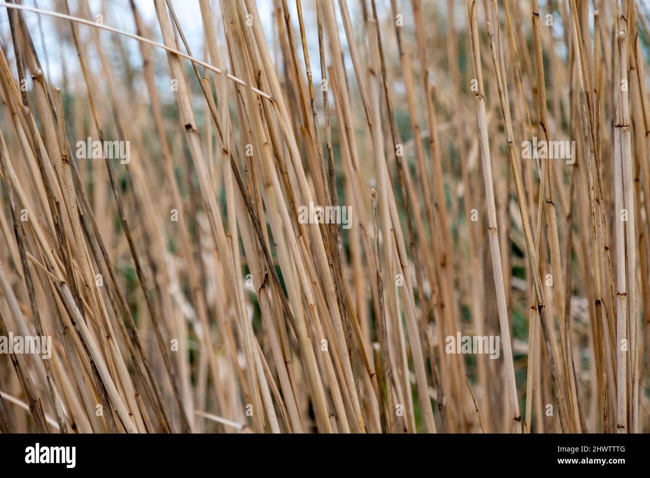 A full frame of grass/cane stems with differential focus Stock Photo ...