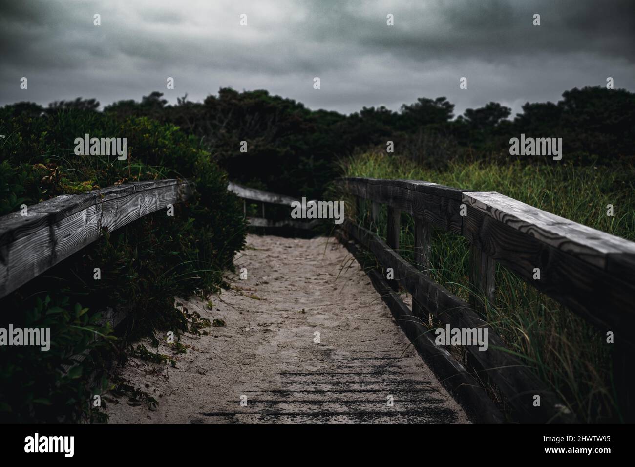 A dark pathway leading to an ominous forest Stock Photo - Alamy