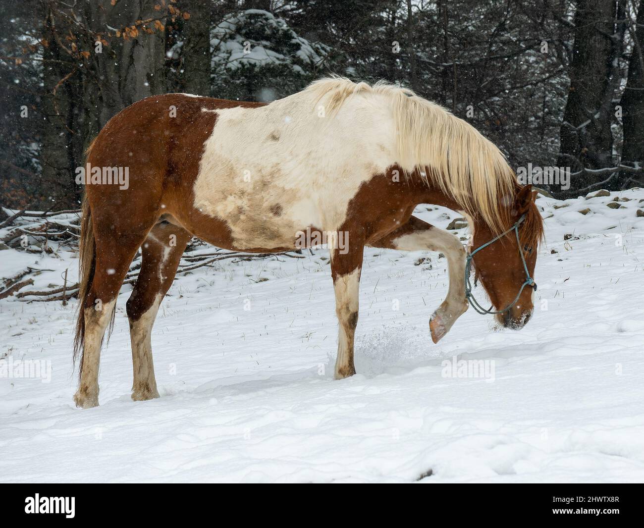 The horse is digging up the snow-02 Stock Photo - Alamy
