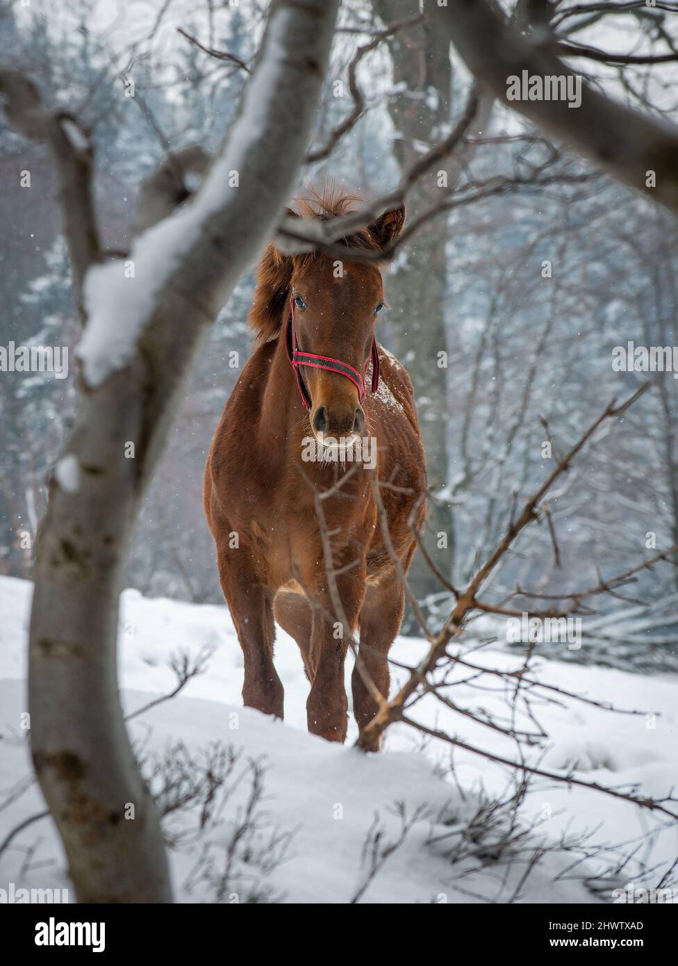 Young horse chestnut tree hi-res stock photography and images - Alamy