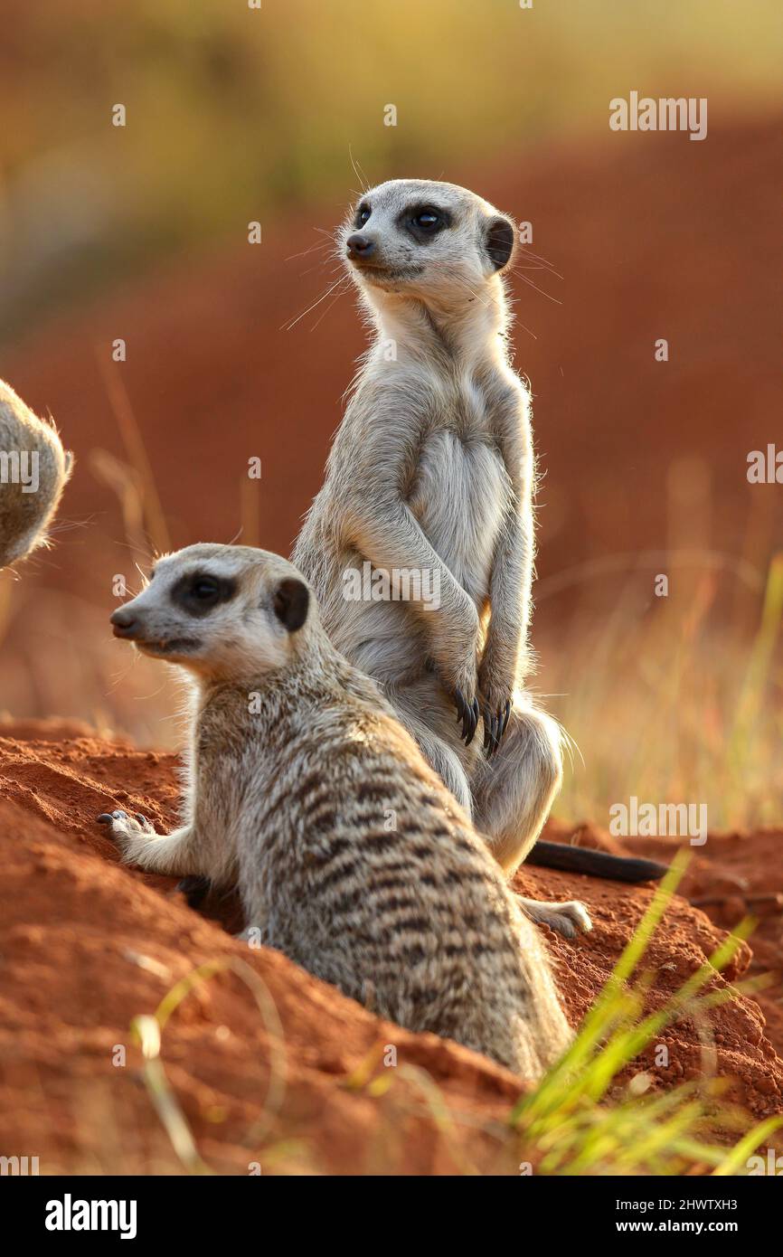 Meerkat, Addo Elephant National Park Stock Photo - Alamy