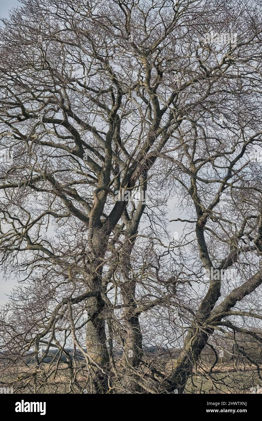 Tree at Duffus Castle Stock Photo - Alamy