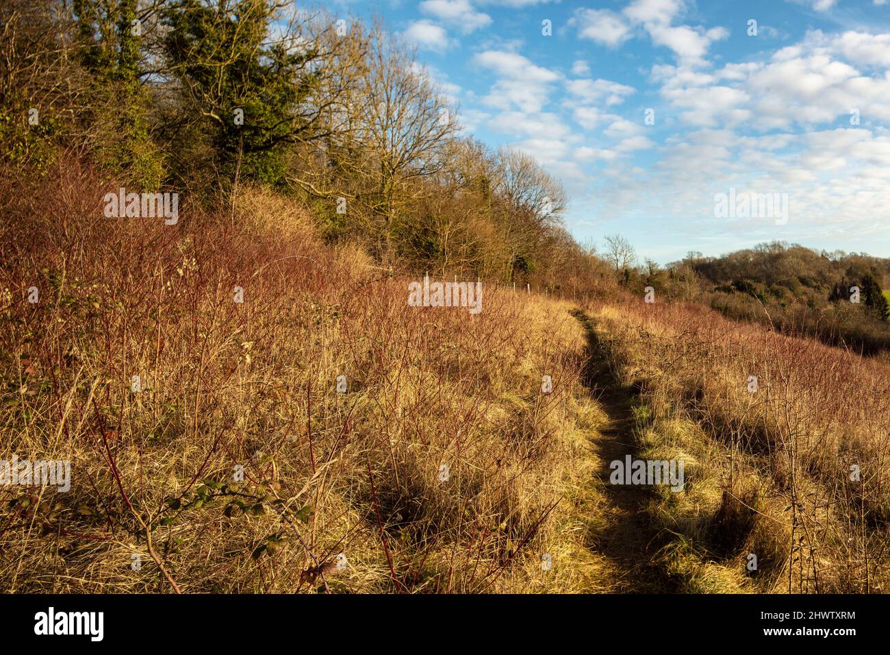 Striking blue sky, with fluffy white clouds, landscape over chalk downs ...