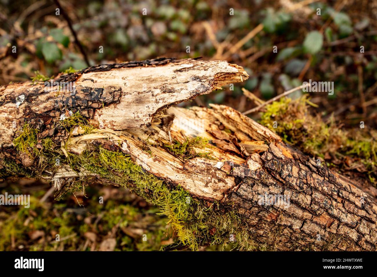 Natural patterns and textures in the environment, intimate landscape ...