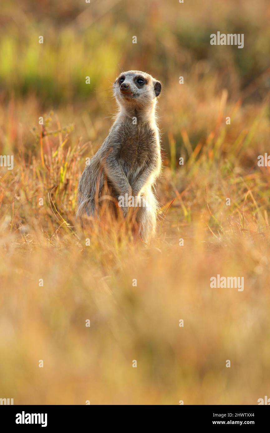 Meerkat, Addo Elephant National Park Stock Photo - Alamy
