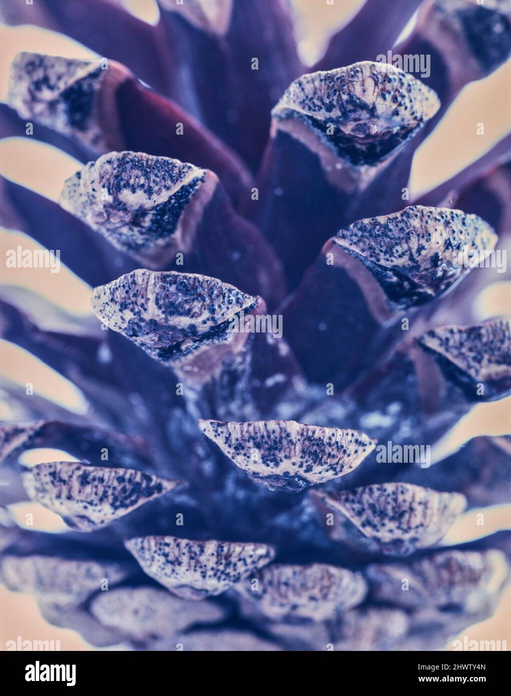 Pine cone anatomy hi-res stock photography and images - Alamy