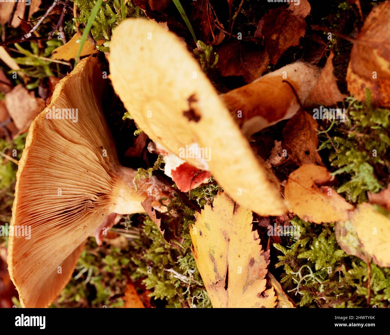Choas, abstract patterns and textures in nature and the environment ...