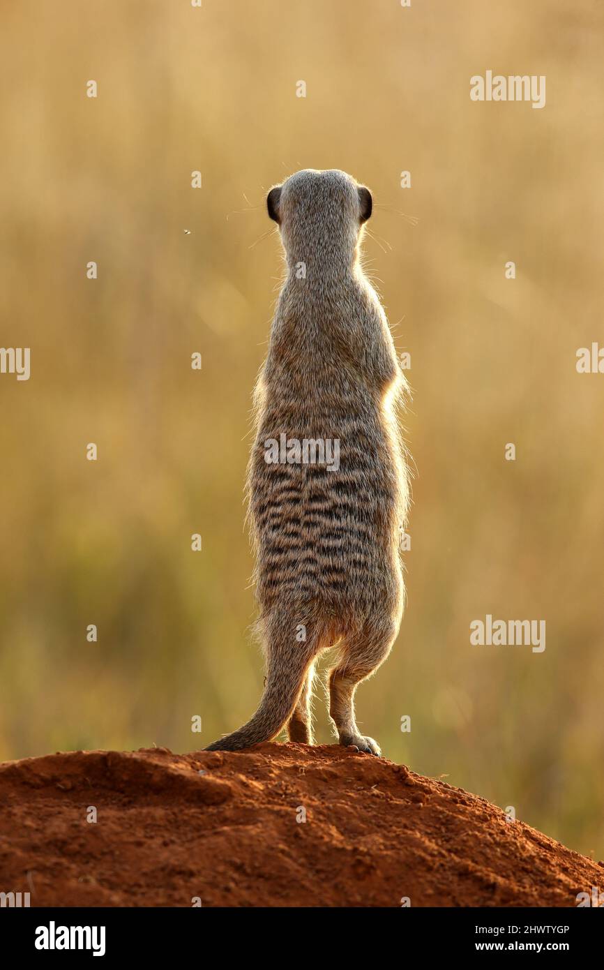 Meerkat, Addo Elephant National Park Stock Photo - Alamy
