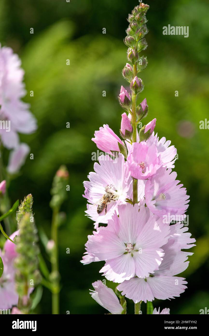 Close up of meadow checker mallow (sidalco campestris) flowers Stock ...