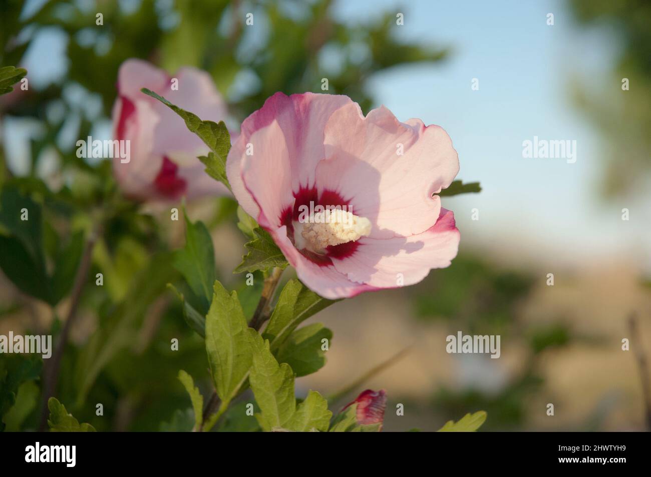 Floweer on branch. nature concept Stock Photo - Alamy