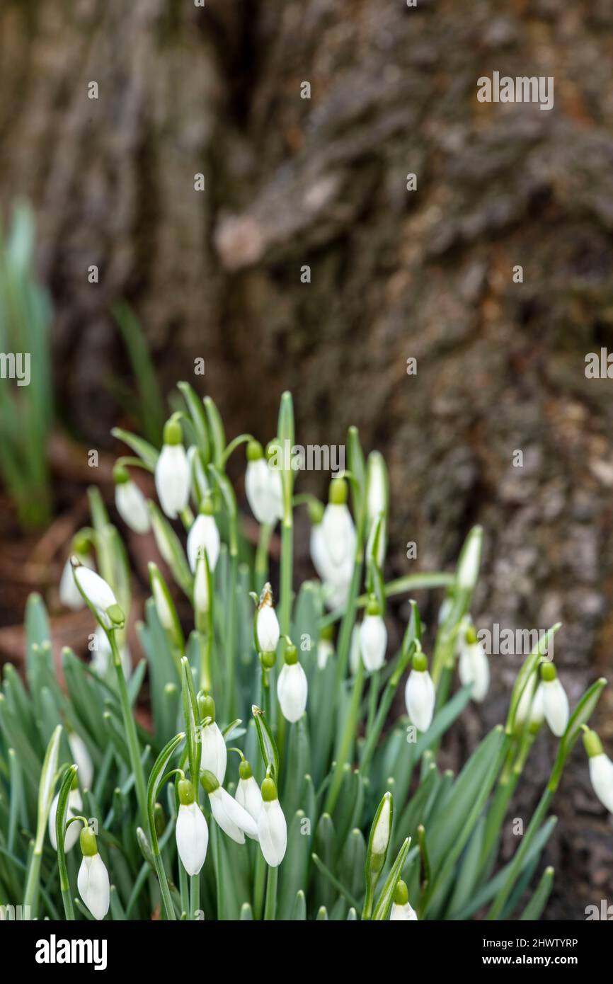 Delightful Galanthus, snowdrops, flowering in early spring, Croydon ...