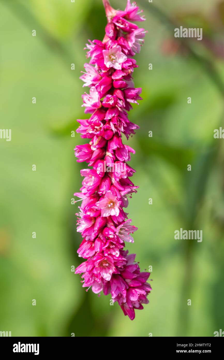 Mountain Fleece, Persicaria Bistorta amplexicaulis 'Firetail' Stock ...