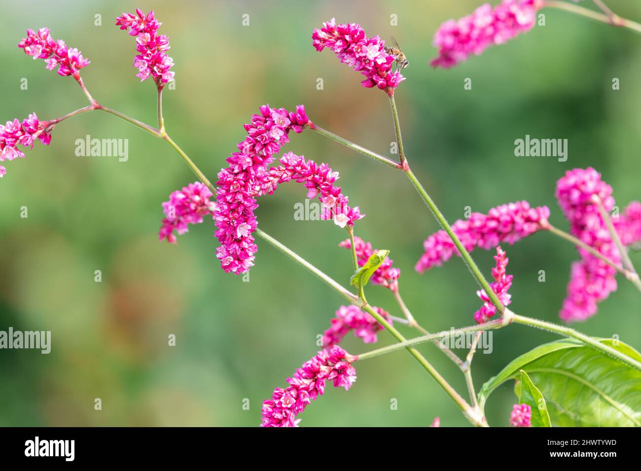 Close up of red bistort (bistorta amplexicaulis) flowers in bloom Stock ...
