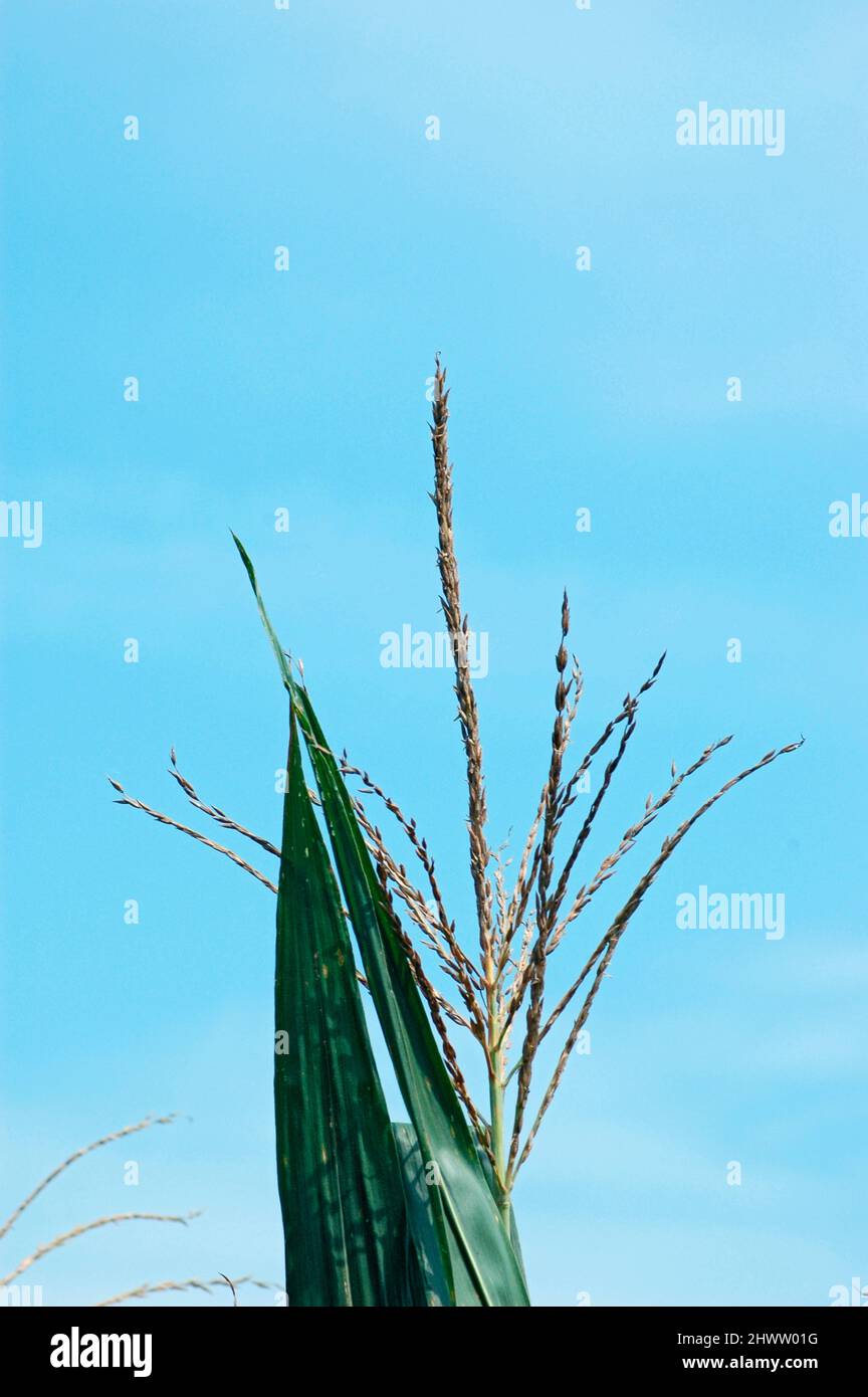 Corn in bloom, Silks Stock Photo - Alamy