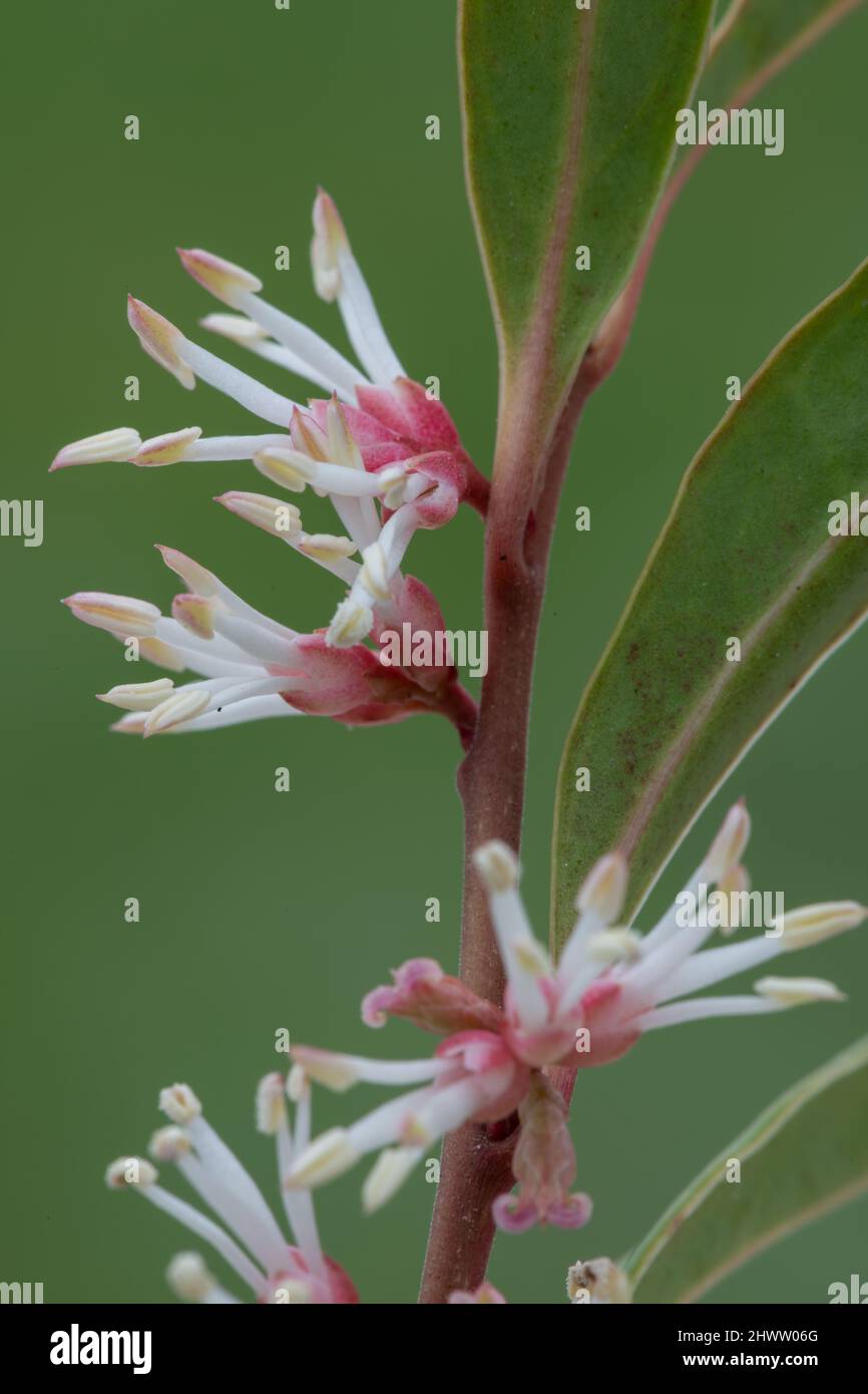 Macro shot of Himalayan sweet box (sarcocca hookeriana) flowers in ...