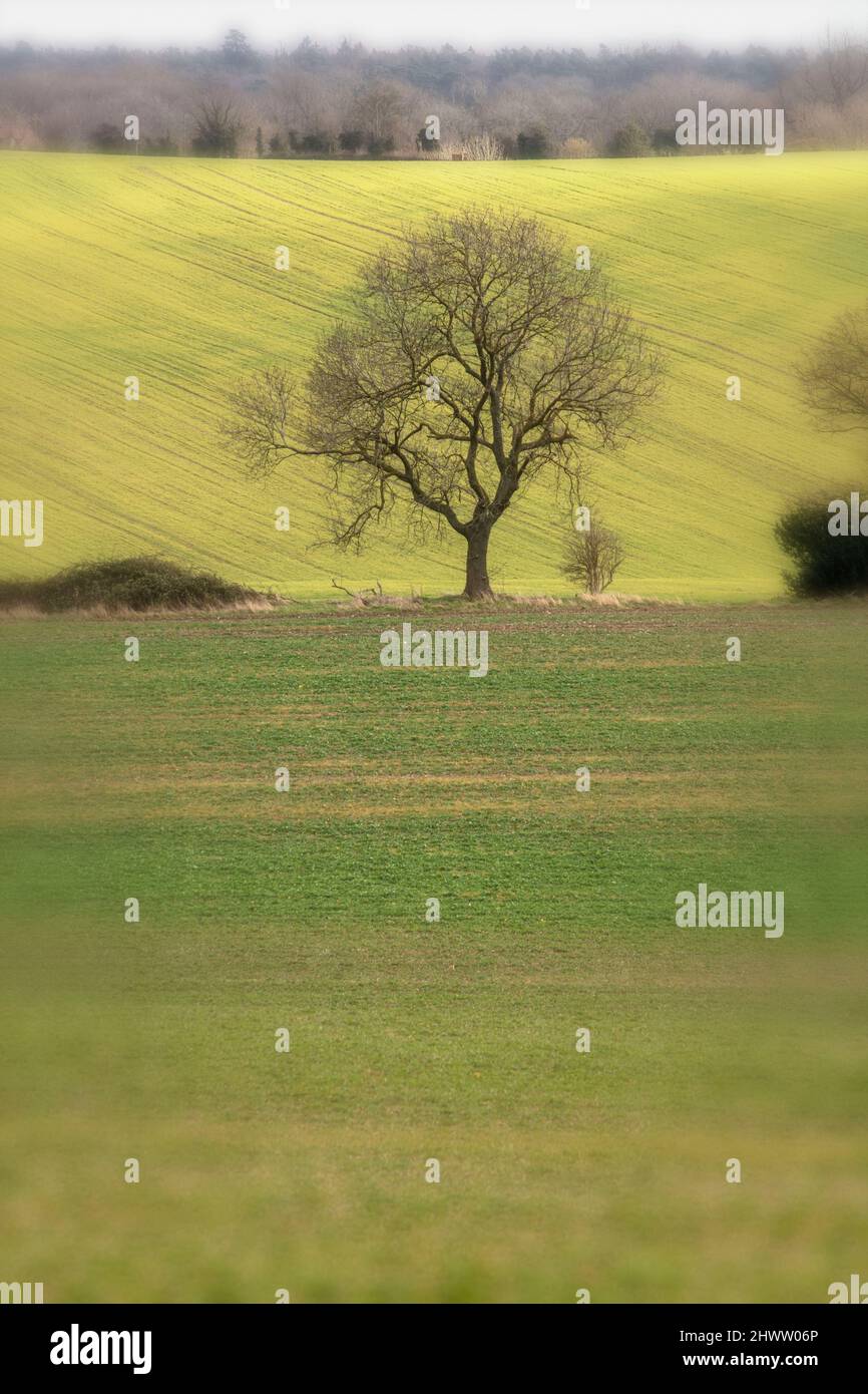 Interesting lone tree in a wider, but still intimate, landscape Stock ...