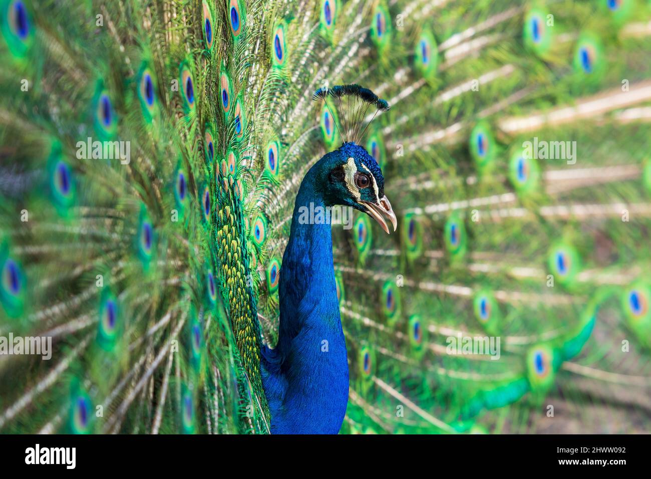 The beautiful colorful peacock bird has an outstretched tail Stock ...