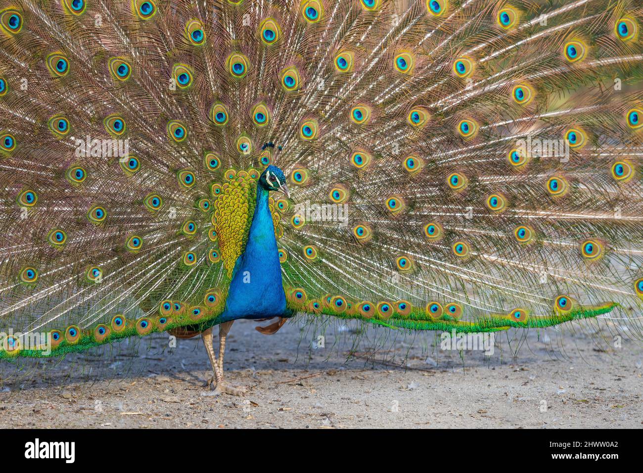 The beautiful colorful peacock bird has an outstretched tail Stock ...