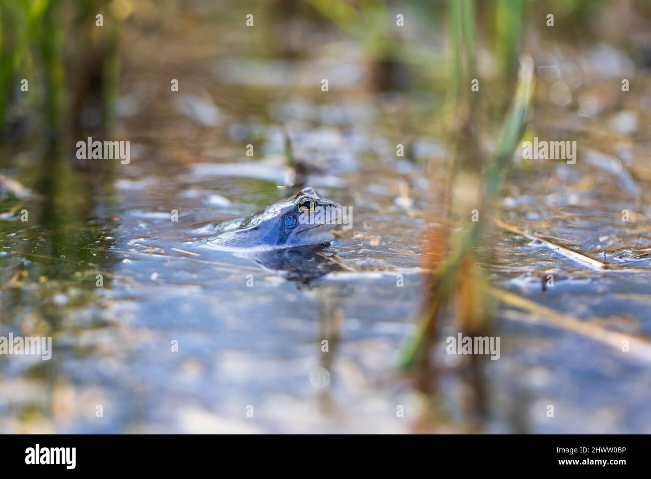 Blue frog - Rana Arvalis lies on the surface of a pond among reeds ...