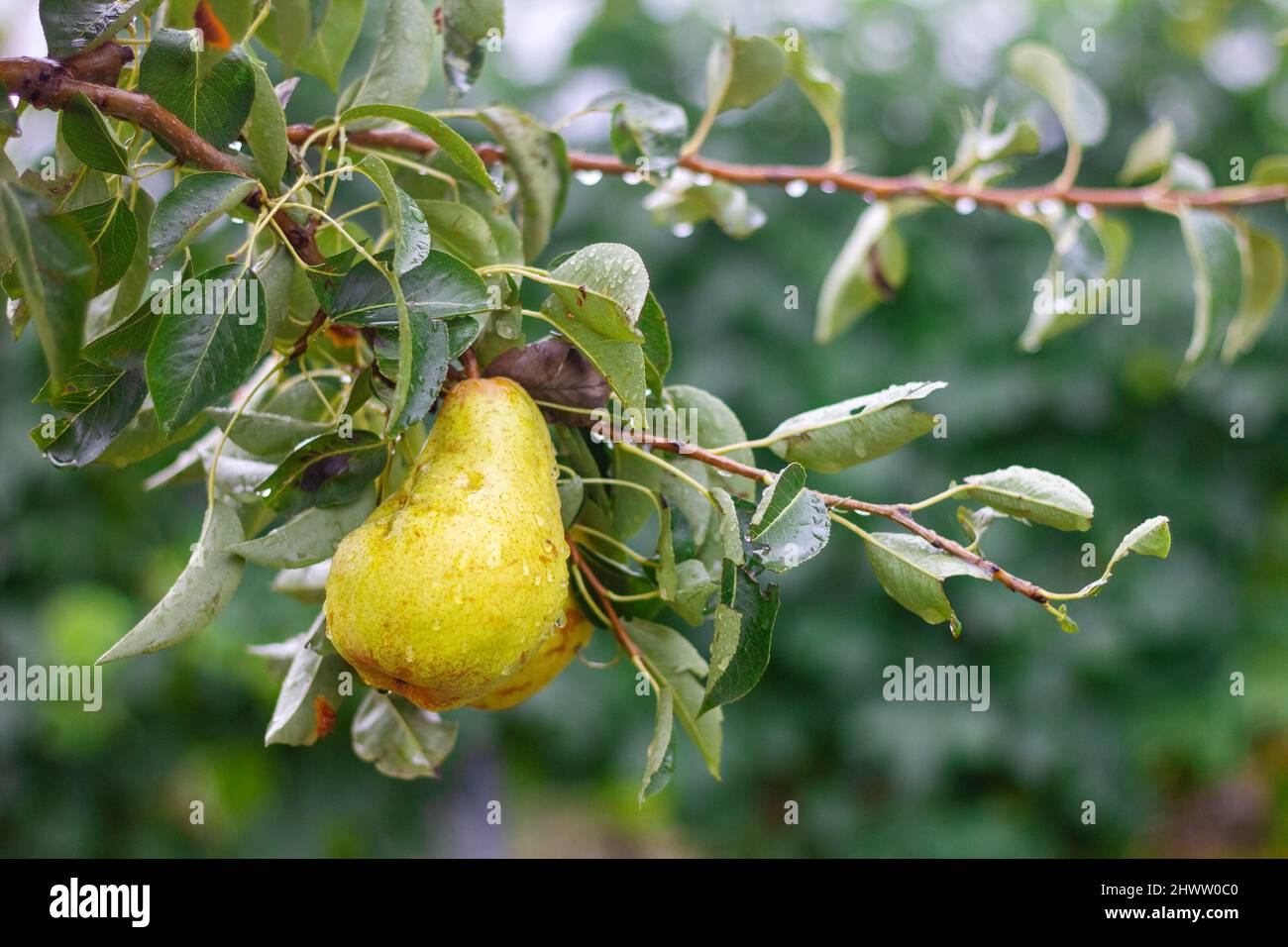 Fresh ripe pear on tree in fruit orchard, detail with water drops from ...