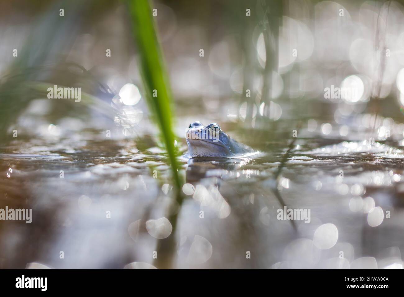 Blue Frog - Frog Arvalis on the surface of a swamp. Photo of wild ...