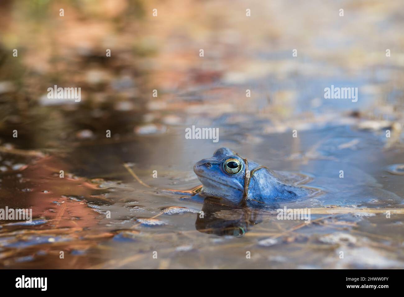 Blue Frog - Frog Arvalis on the surface of a swamp. Photo of wild ...