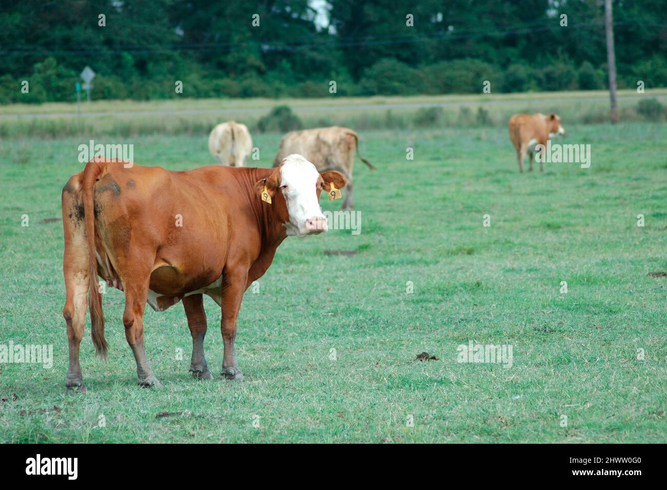 Cattle and calves in muddy bog in pasture Stock Photo - Alamy