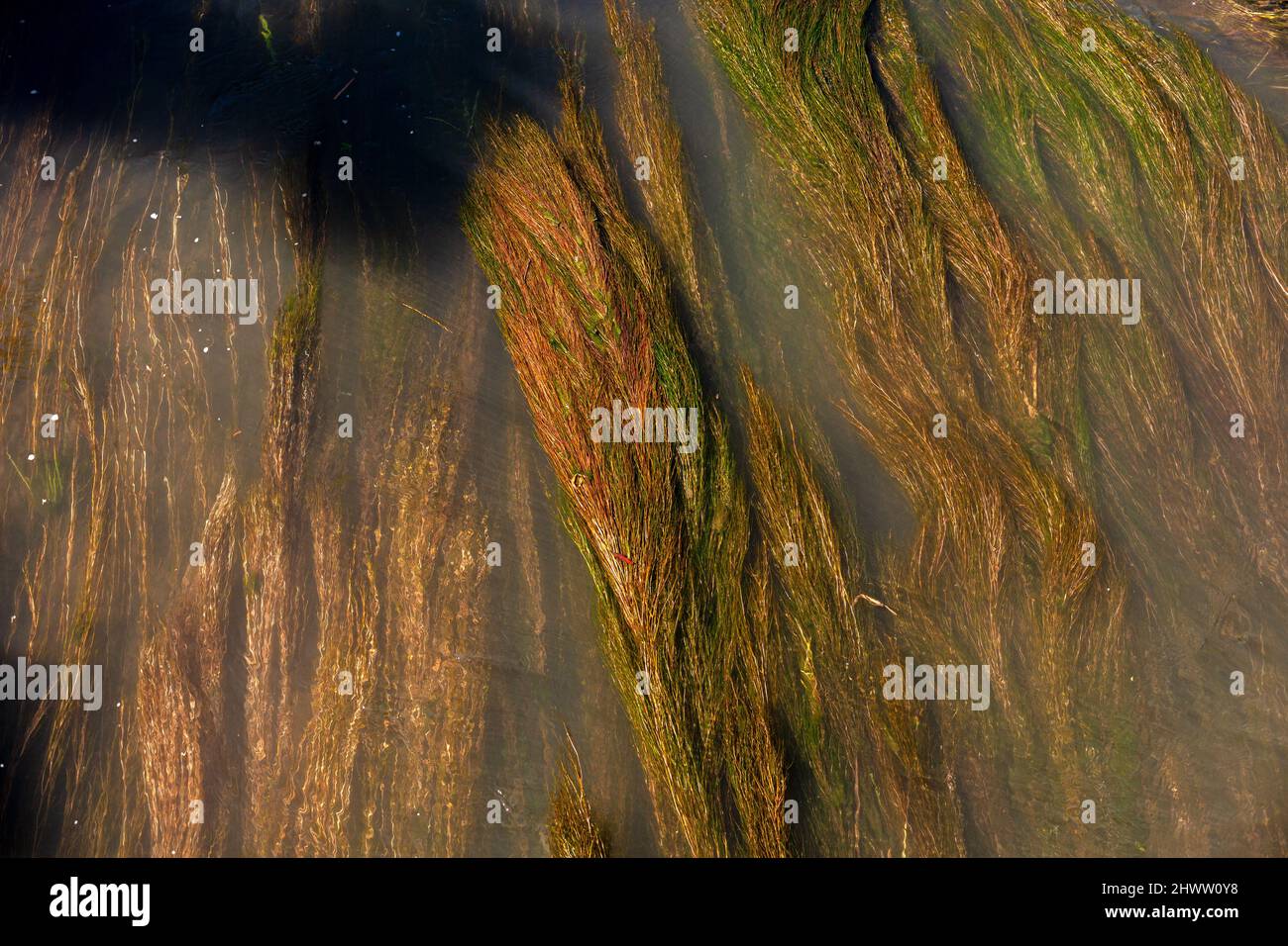 View of the Vegetation floating in the river Stock Photo - Alamy