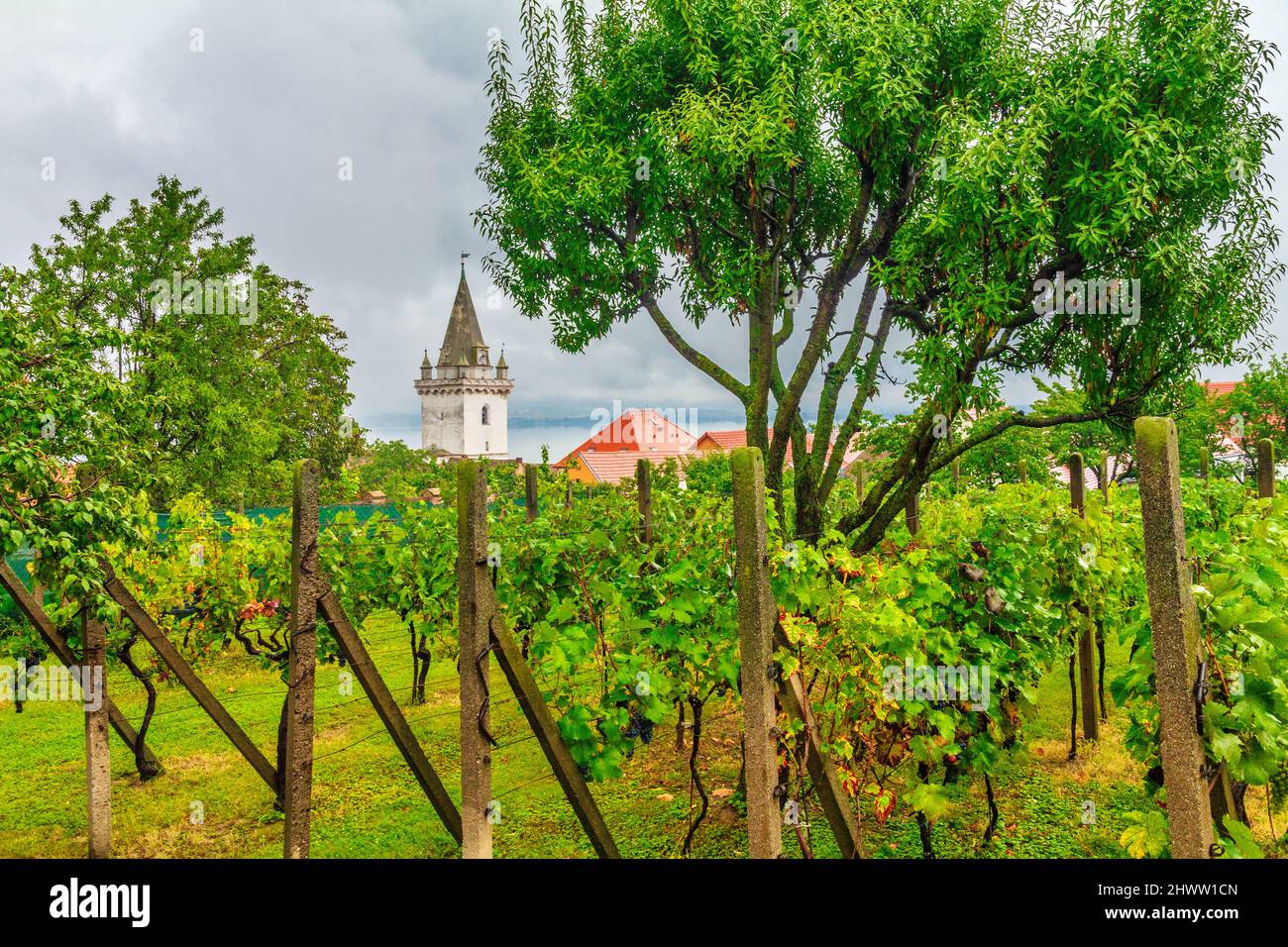 Vineyard with a church tower, wine village Pavlov in the south of ...