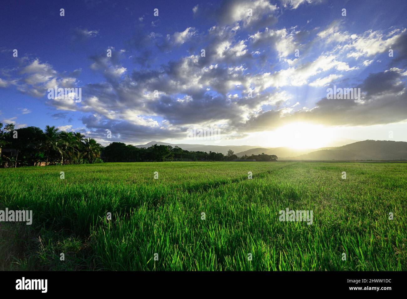 Spikelets rice cultivation in hi-res stock photography and images - Alamy