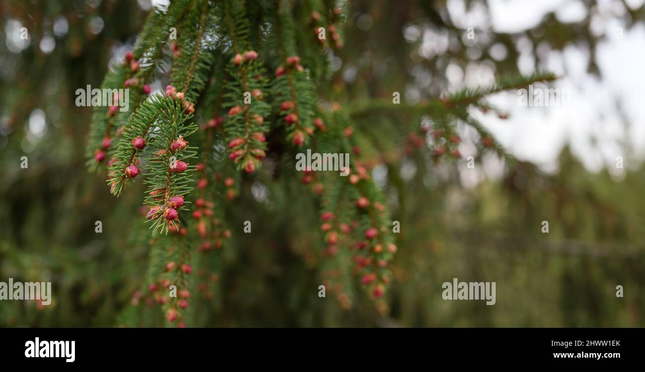 Small purple pink flowers or young cones on spruce coniferous tree ...