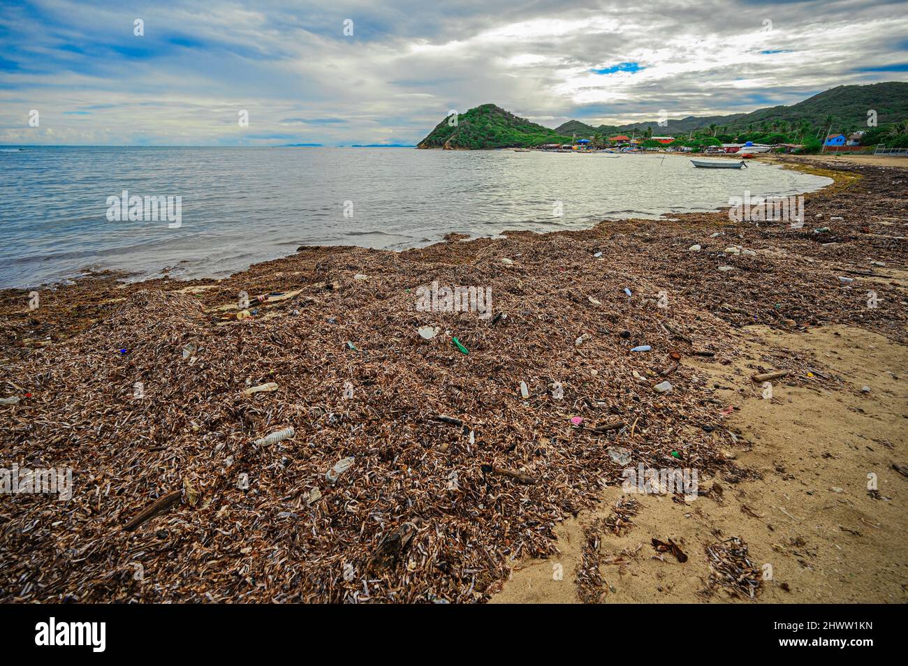Garbage and algae on the beach of the Dominican Republic, environmental ...