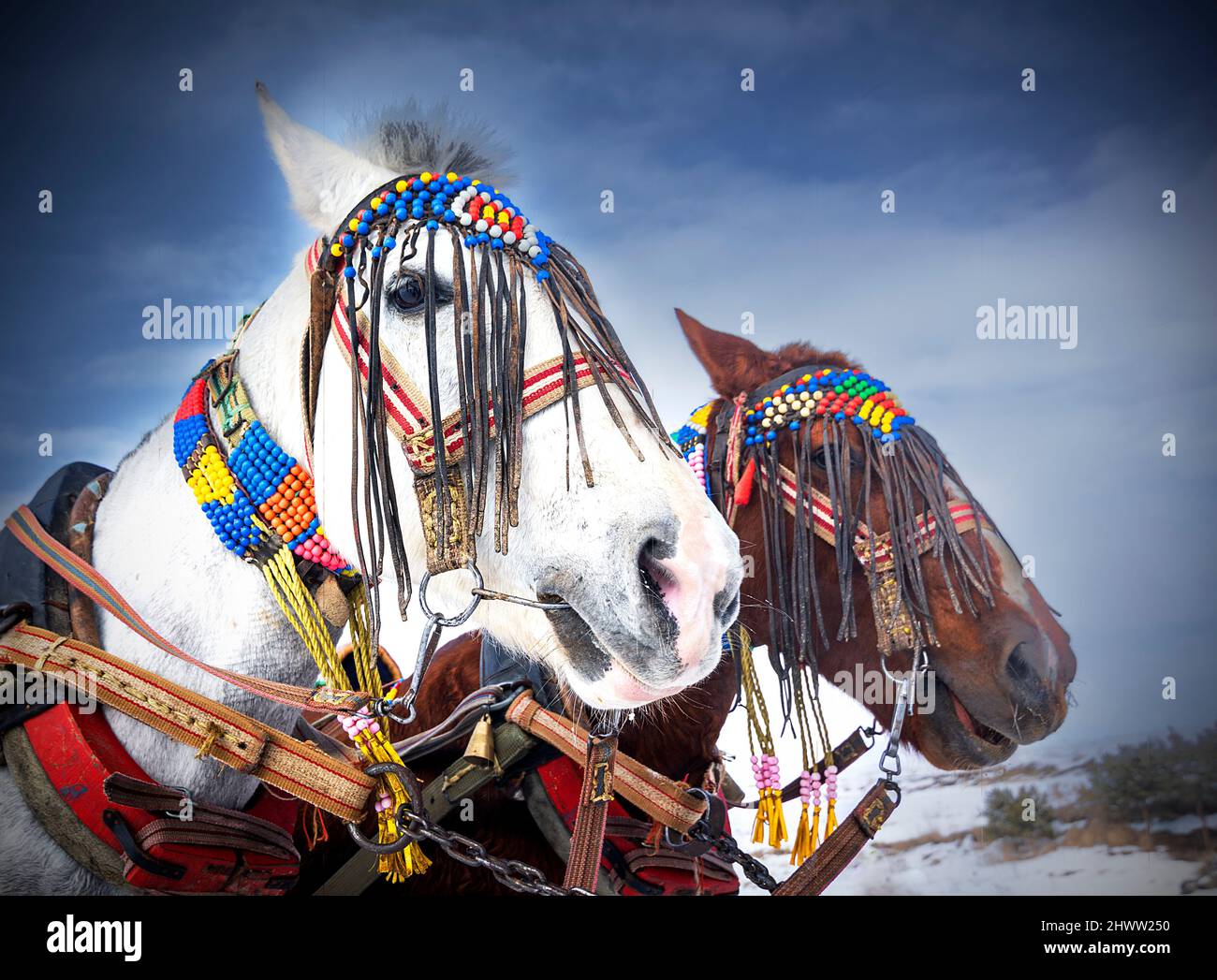 Heads of two horses pulling sleigh in Lake Binder Stock Photo - Alamy
